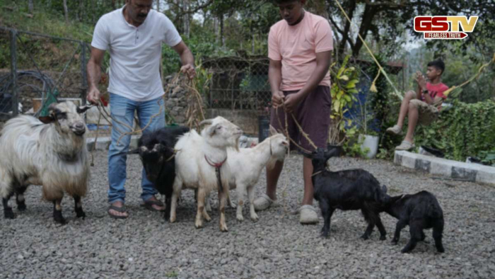 Kerala farmer enters world record, owns world's smallest goat | GSTV ...