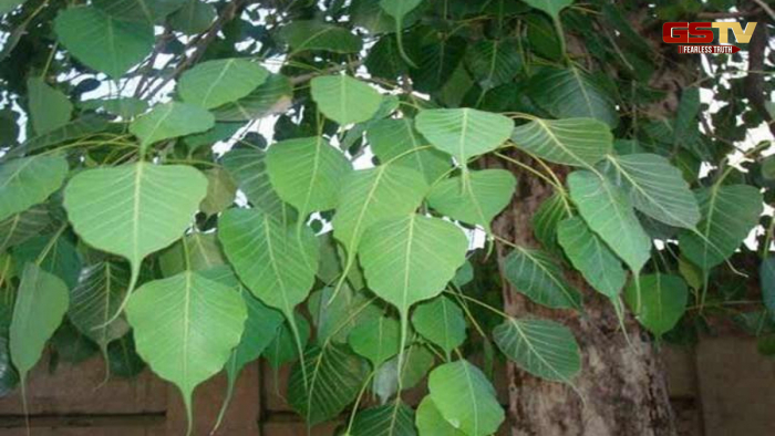 the Peepal tree is given importance in the courtyard of the house ...